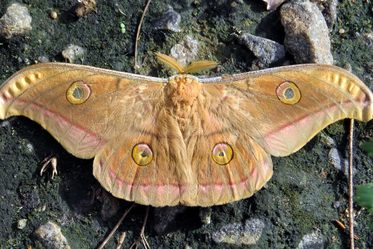 Woven from the wild - Rithihi